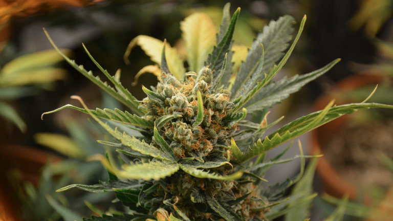 Larry Burger Strain Review • Potent & Flavorful Hybrid • The Plant